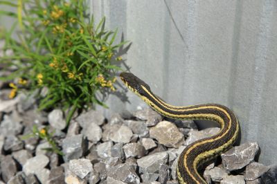 Snake Removal You Can Depend On